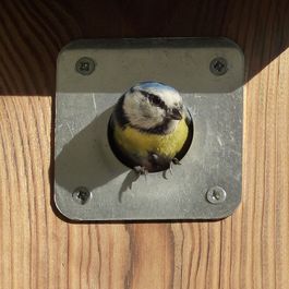 32mm Nest Box Hole Guard - Metal Plate for Bird Box & House