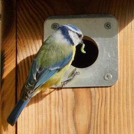Buy Nest Box Plate 28mm online | Vivara