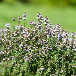 Biologische Echte Tijm bestellen | Vivara