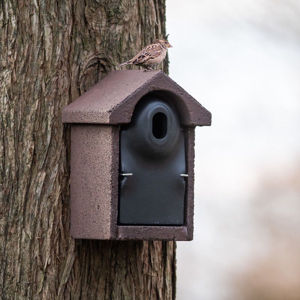 nuthatch nest box